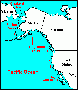 California Gray Whale Migration | San Luis Obispo County Office of ...
